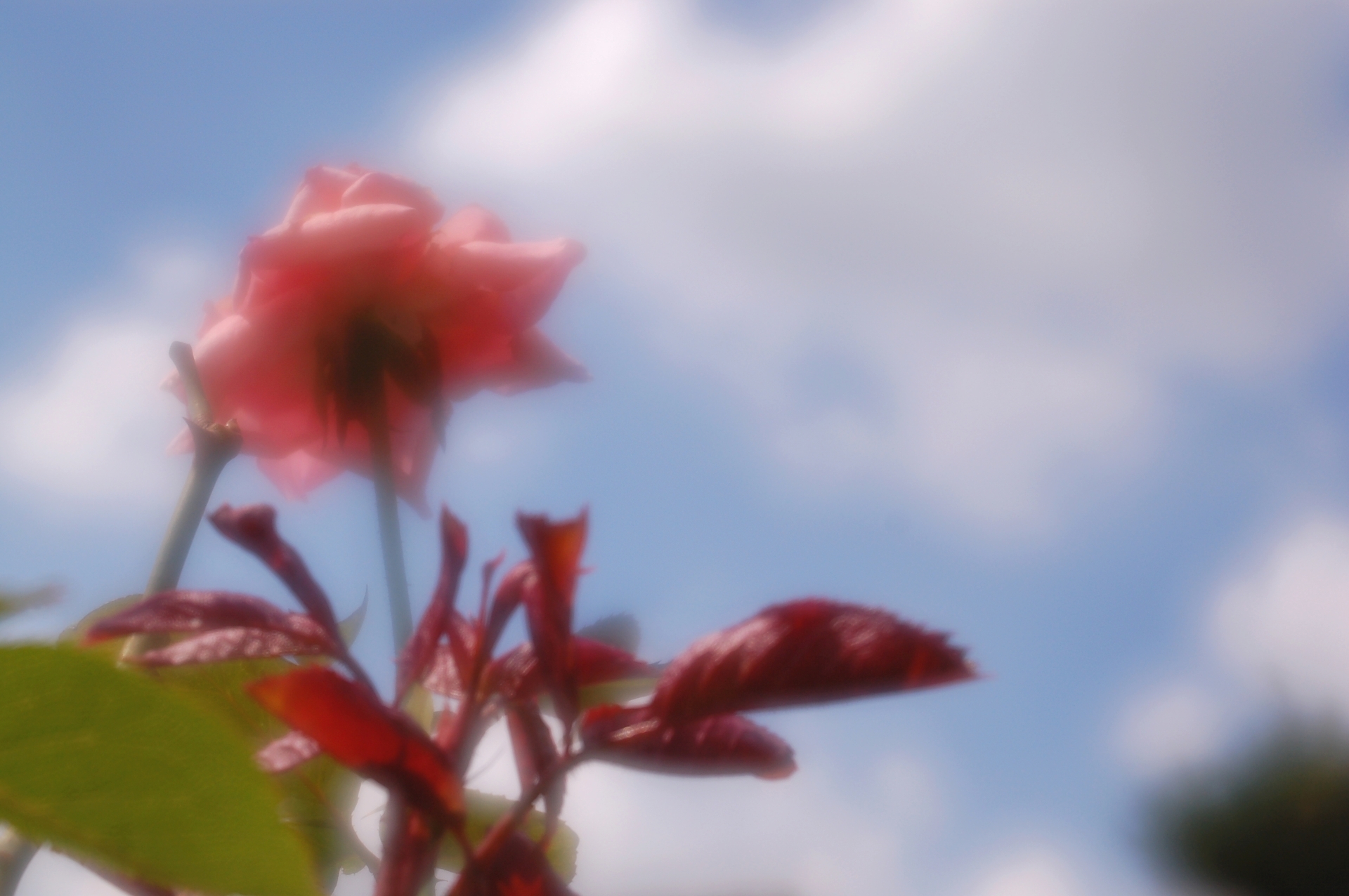 よくできたケンコーMCソフトシリーズ③ ケンコーMCソフト35mmF4: The Analog life